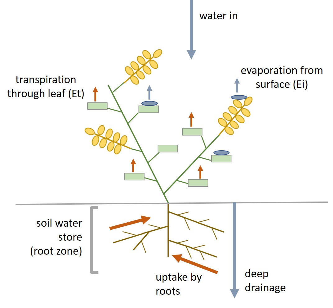 Water Cycle – Living Field